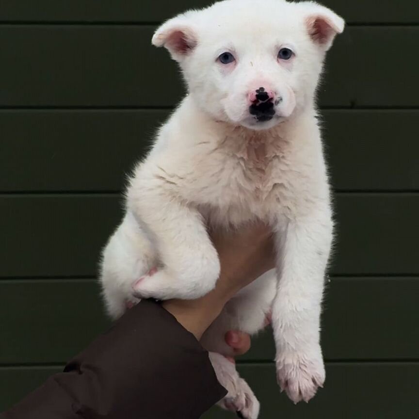 Щенок в добрые руки