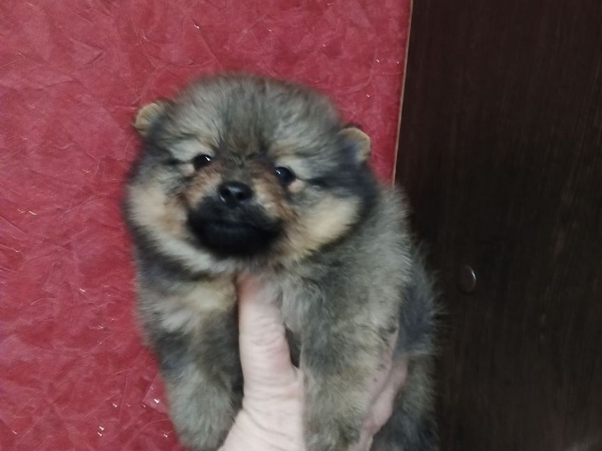 Шпиц