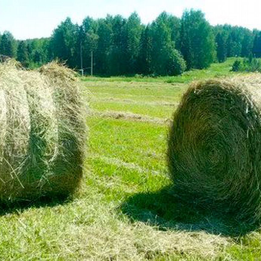 Сено(люцерна+клевер), прф 110, отличного качества