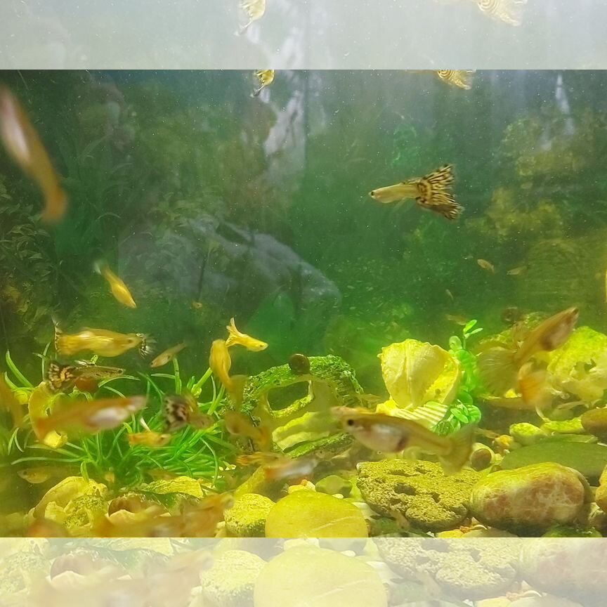 Аквариумные рыбки гуппи