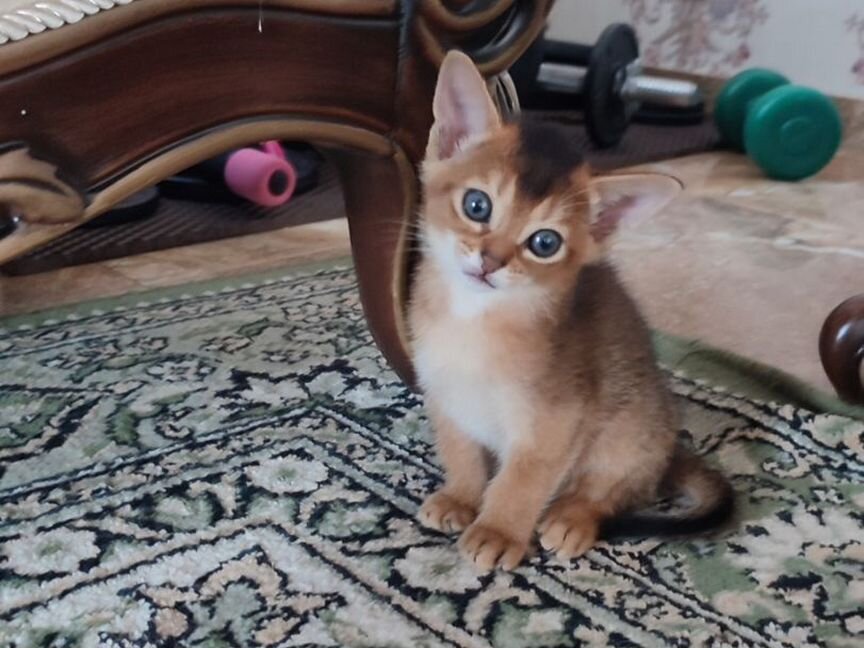 Абиссинские котята