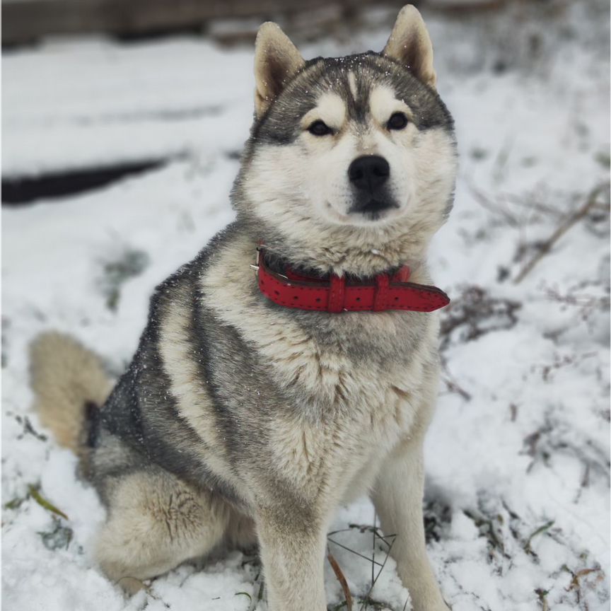 Сибирский хаски, взрослая собака