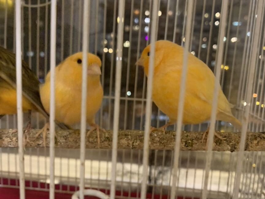 Канареечки