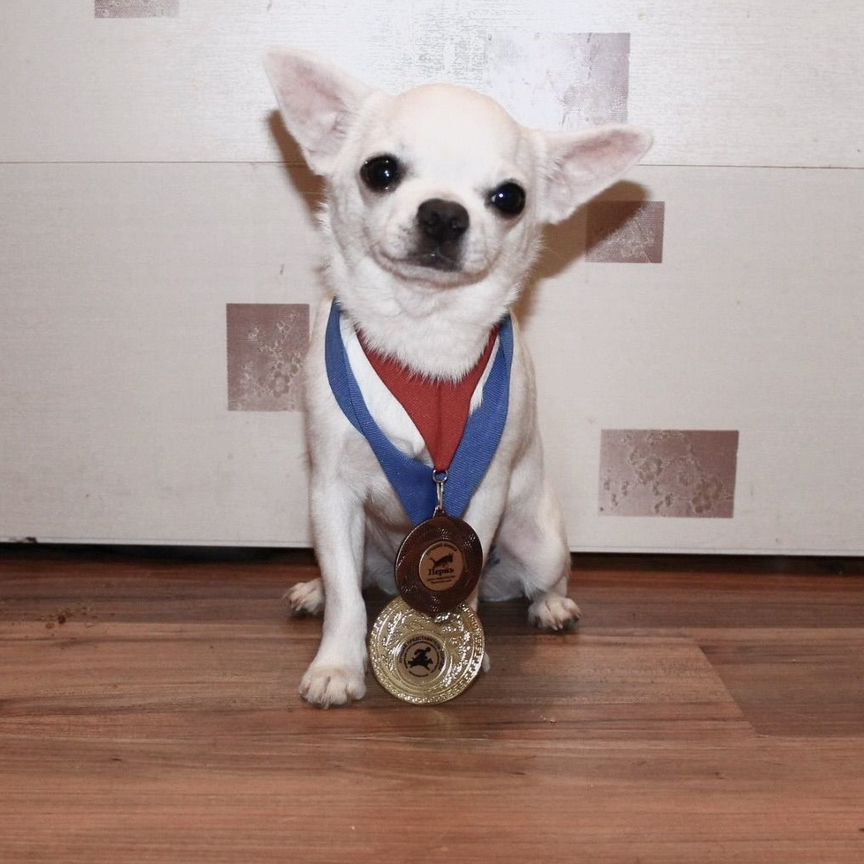 Чихуахуа вязка