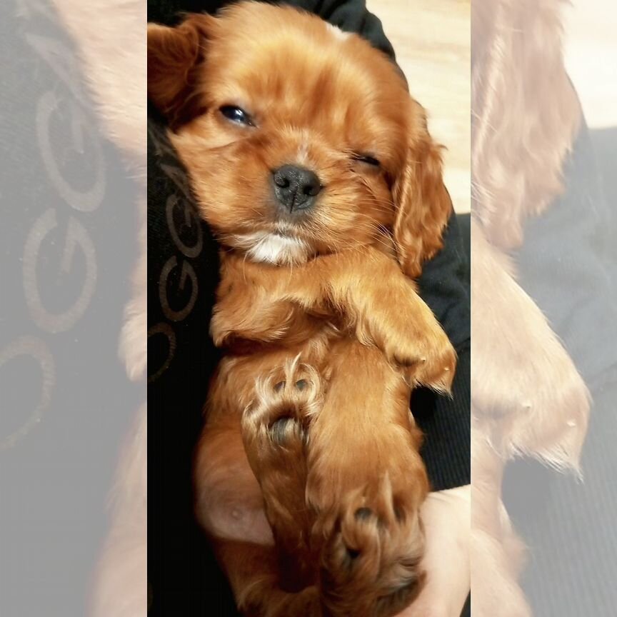 Кавалер кинг-чарльз-спаниель, щенок