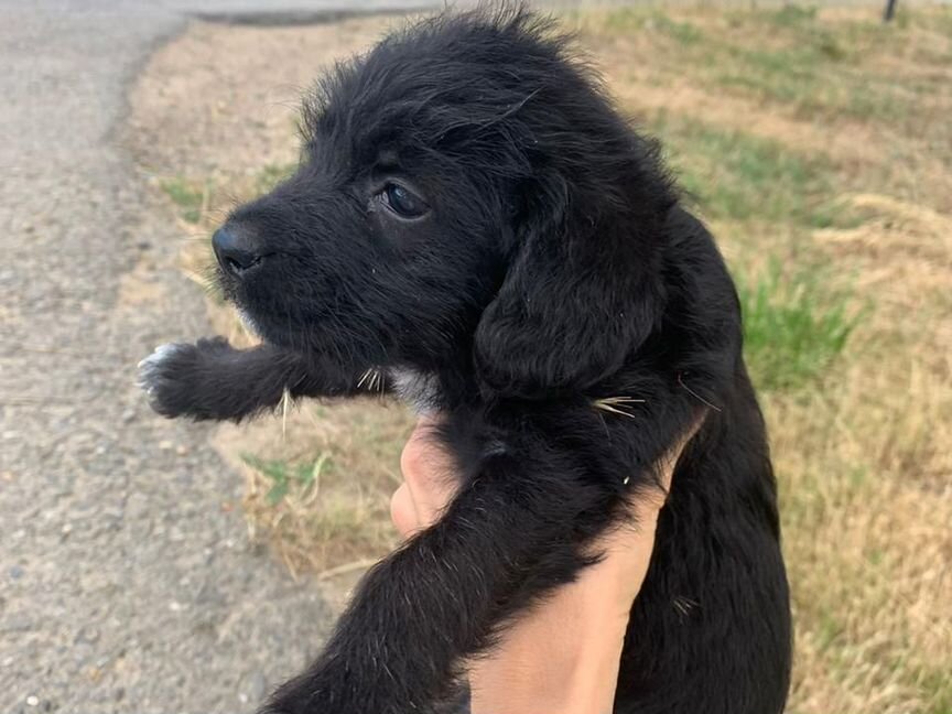 Щенки в добрые руки