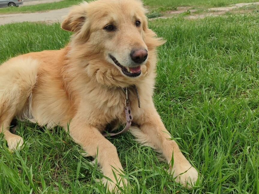 Собака. Рыжик.Ваш ангел.Волгоград.Ищем добрые руки