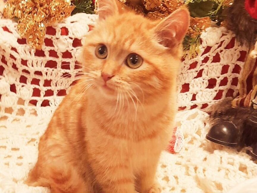Рыжий котенок в добрые руки