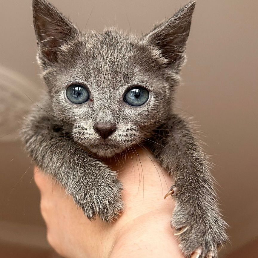 Русский голубой котёнок