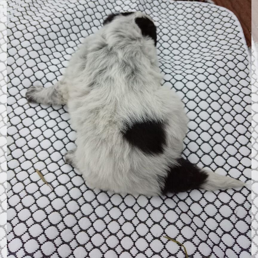 Щенок в добрые руки