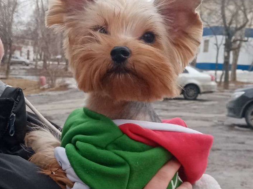 Йоркширский терьер вязка мальчик