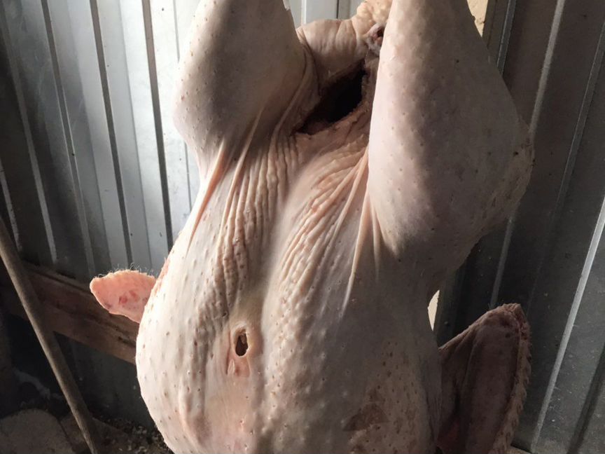 Индюк домашний