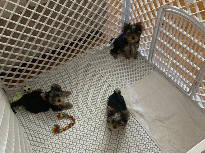 Йоркширский терьер мини беби фейс щенки