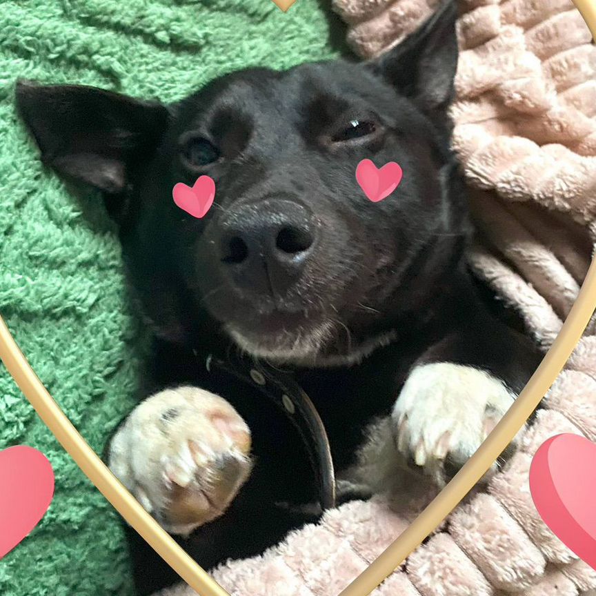 Взрослая собака в добрые руки