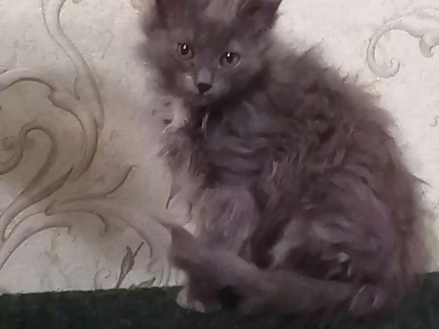 Котенок девочка Пухляш