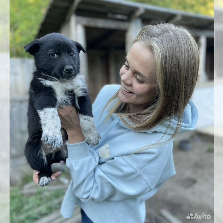 Русско европейская лайка