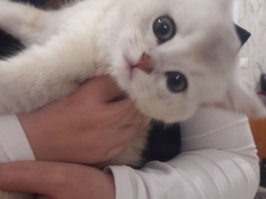 Котёнок