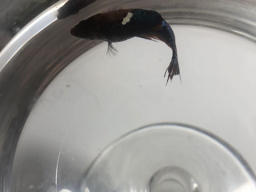 Рыба петушок