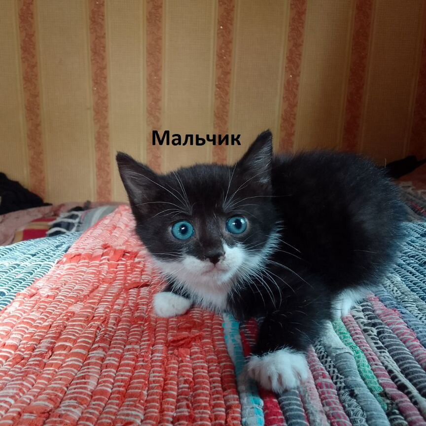 Котята в добрые руки бесплатно