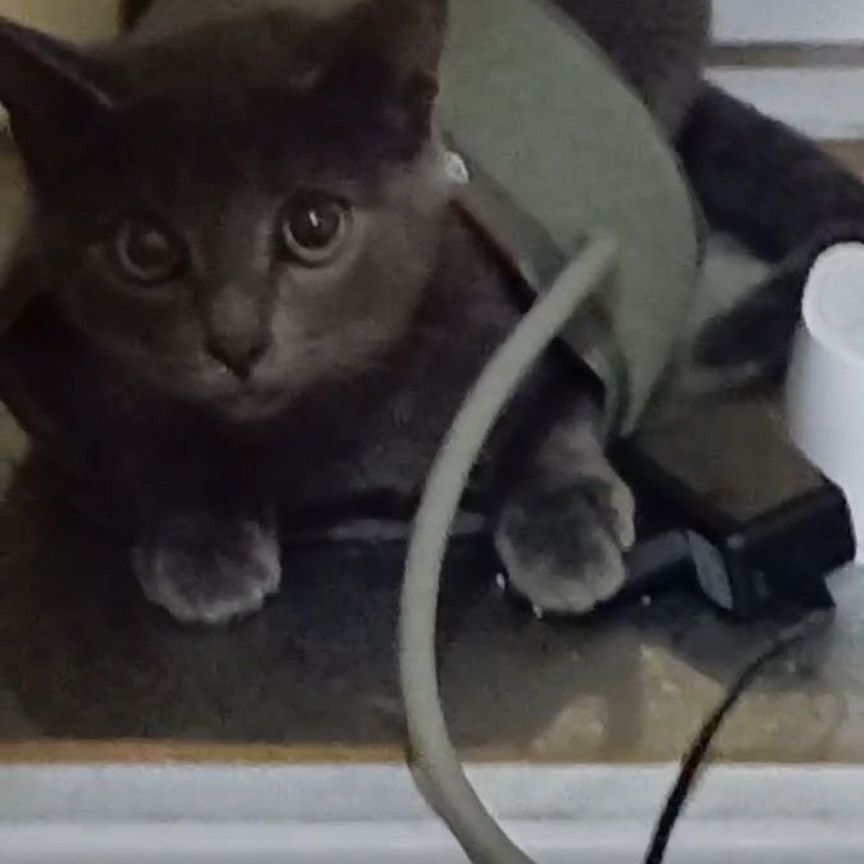 Котёнок в добрые руки