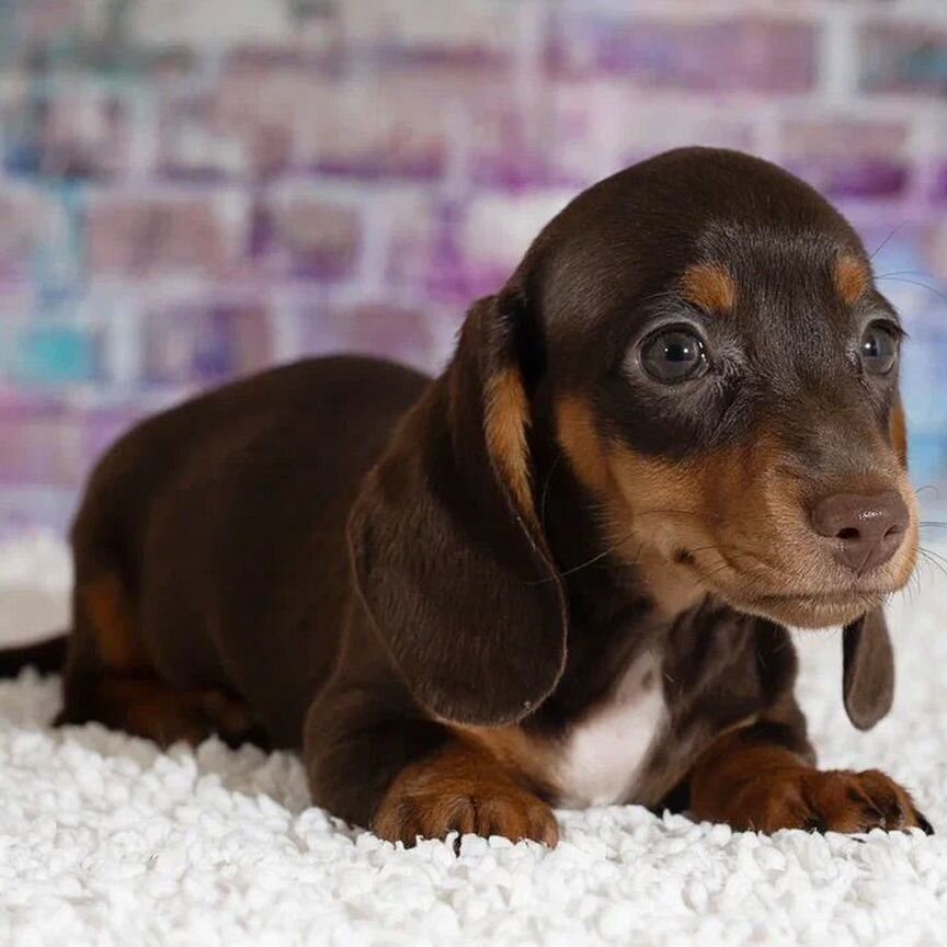 Кроличья такса, щенок