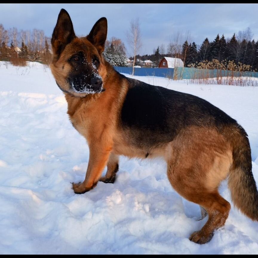 Собака в добрые руки