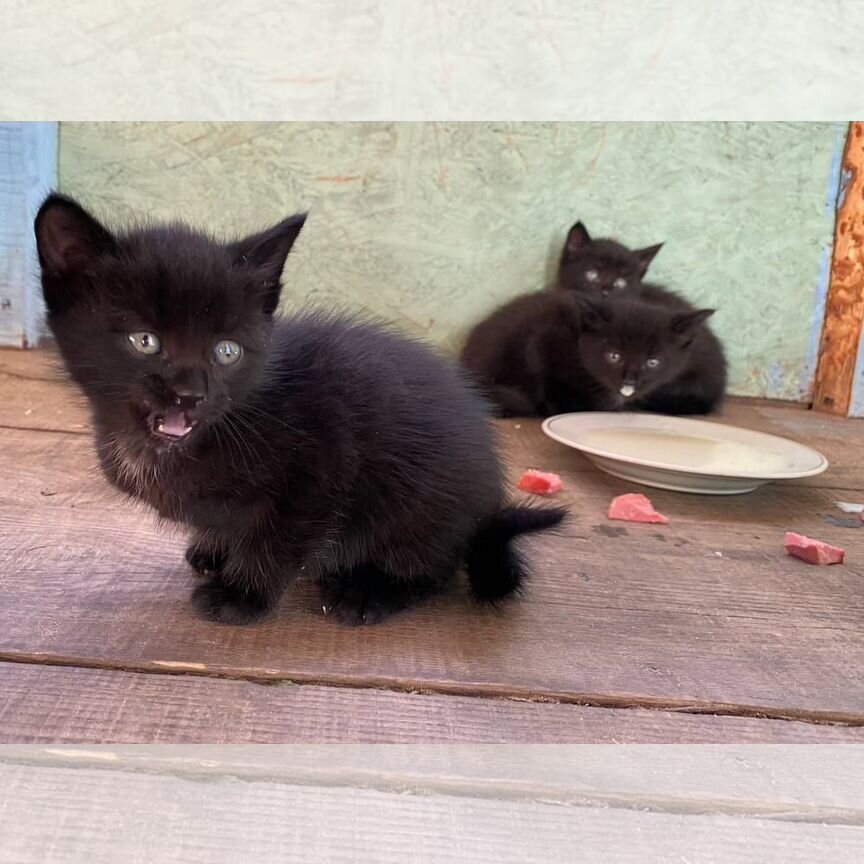 Котята в добрые руки