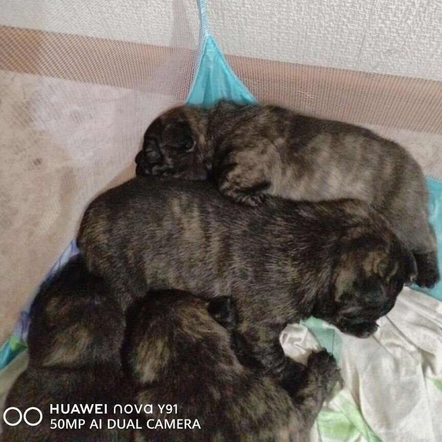 Продаются детки французского бульдога. Бронь