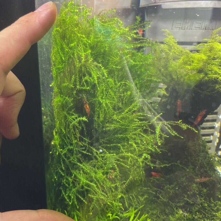 Мох аквариумный