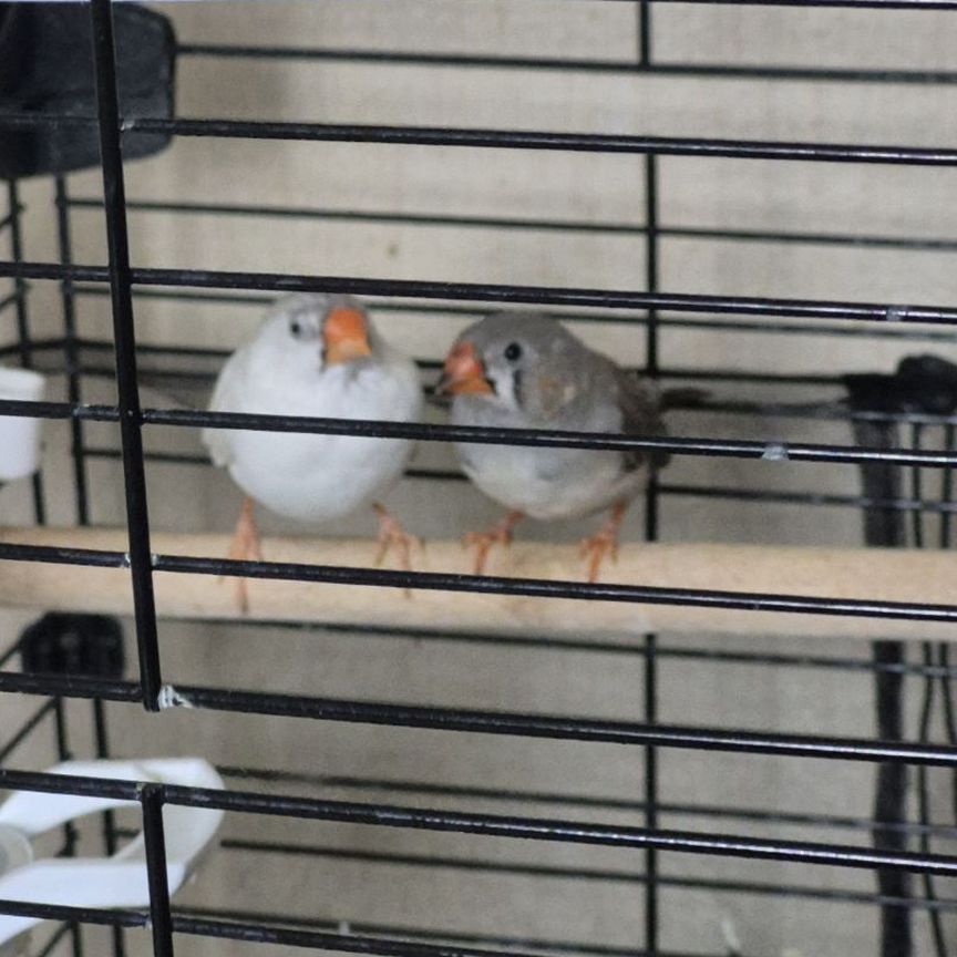 Птенцы зебровых амадинов