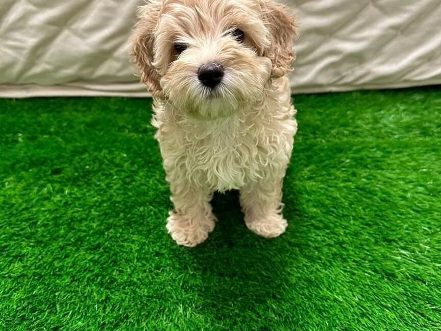 Мальтипу f1 щенок