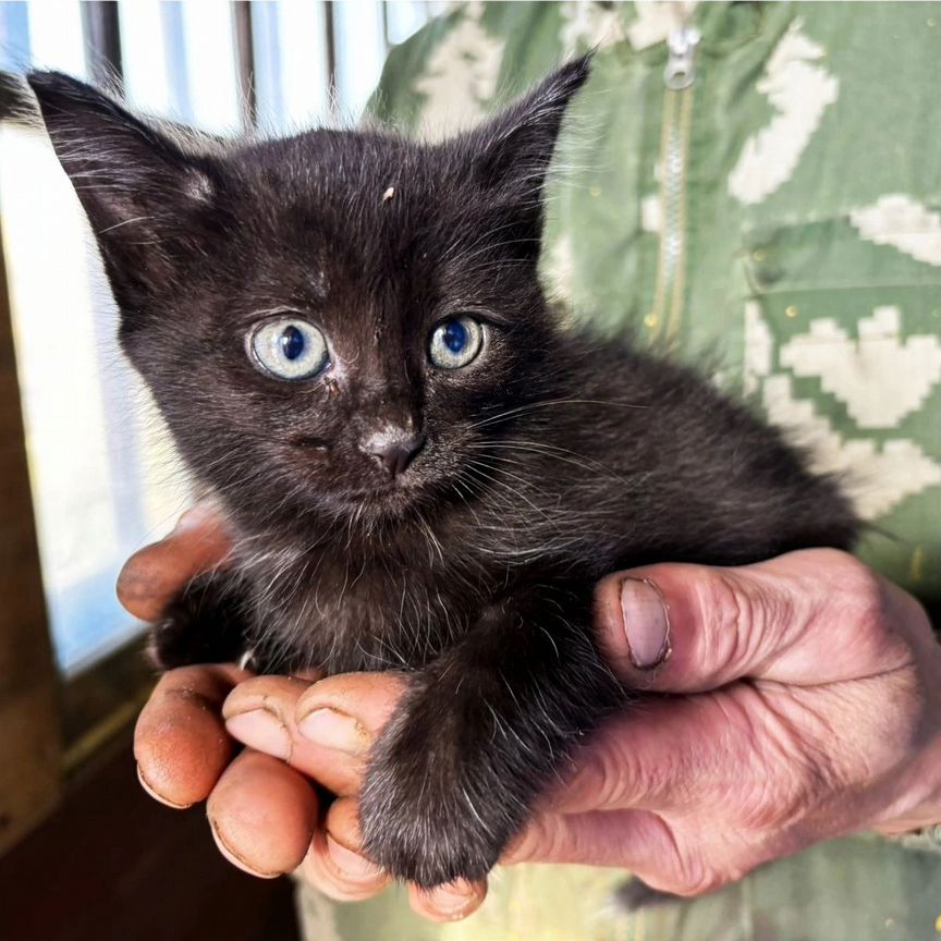 Котенок на морозе