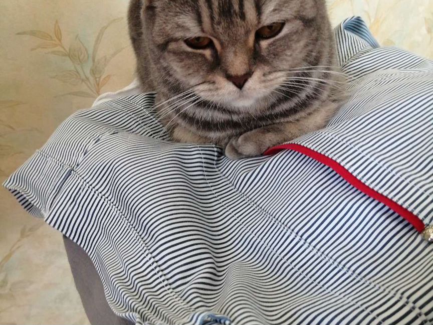 Кошки шотландцы