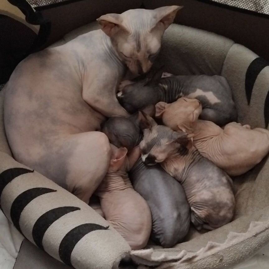 Котята сфинкс