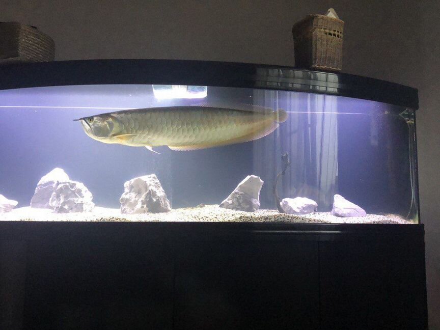 Арована южноамериканская