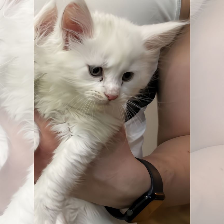 Мейн-кун котёнок