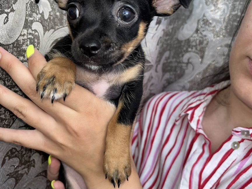 Той-терьер щенок