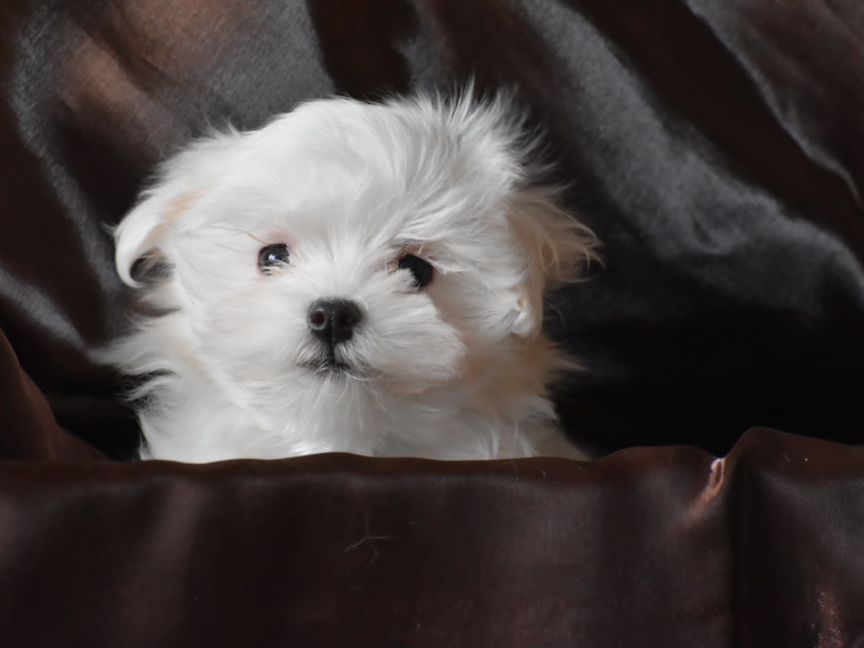 Щенки Мальтийская болонка (Мальтезе)