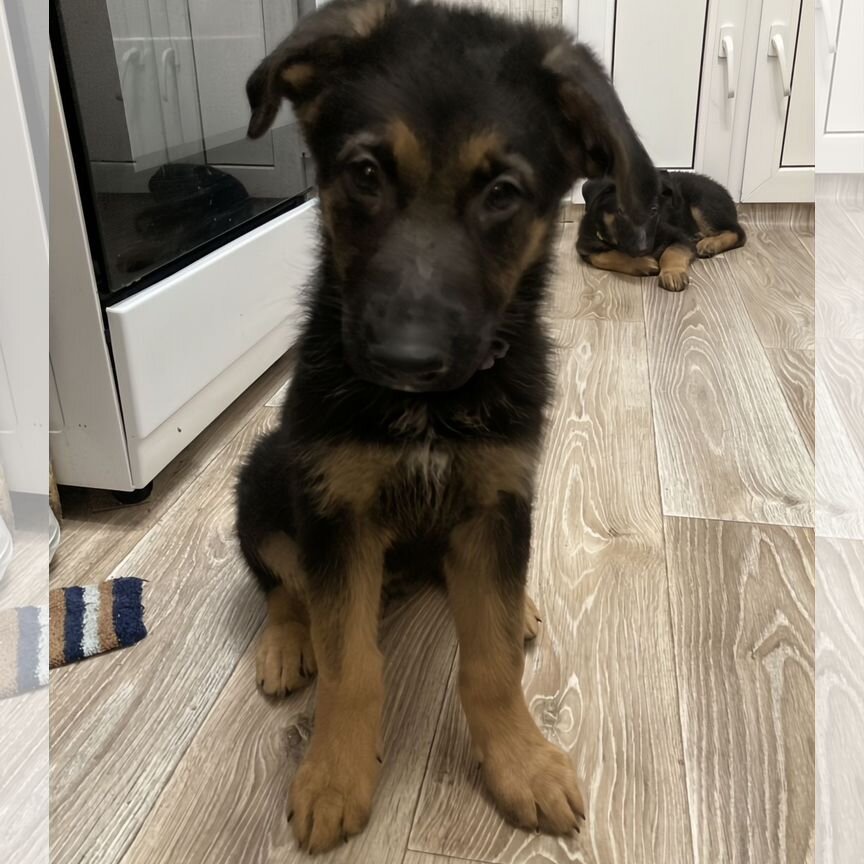 Немецкая овчарка, щенок