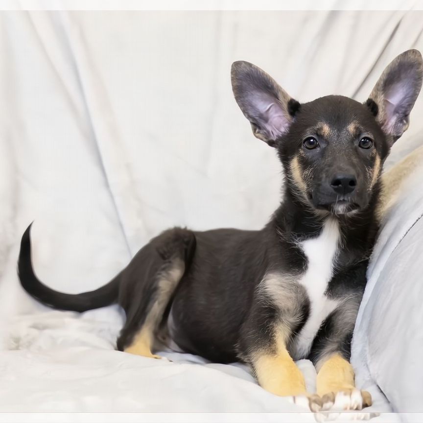 Щенок в добрые руки