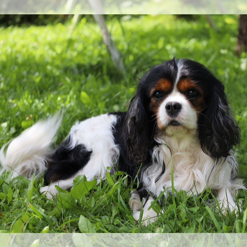 Жених Кавалер Кинг Чарльз Спаниель