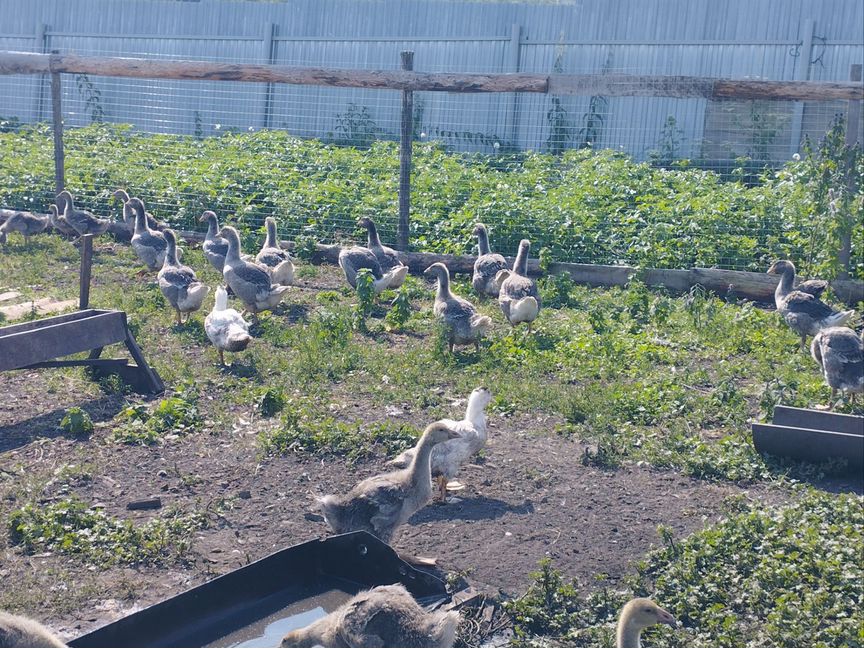 Гусята серые крупные