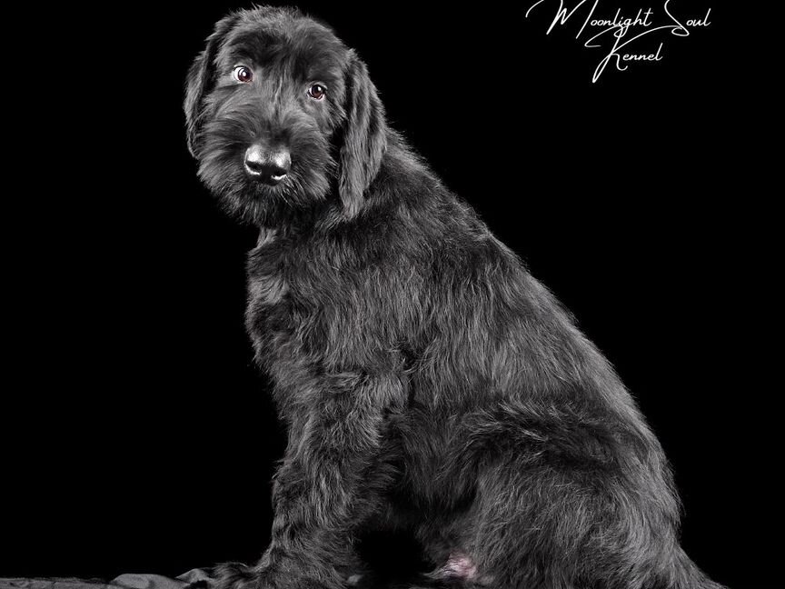 Мальчик-ризеншнауцер для дома