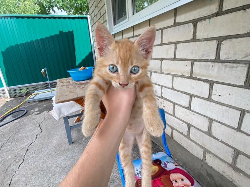 Кот
