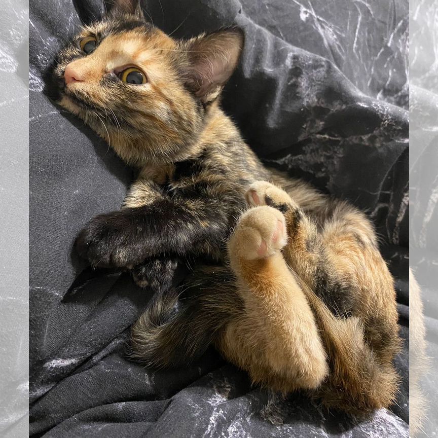 Кошечка трехцветка на счастье