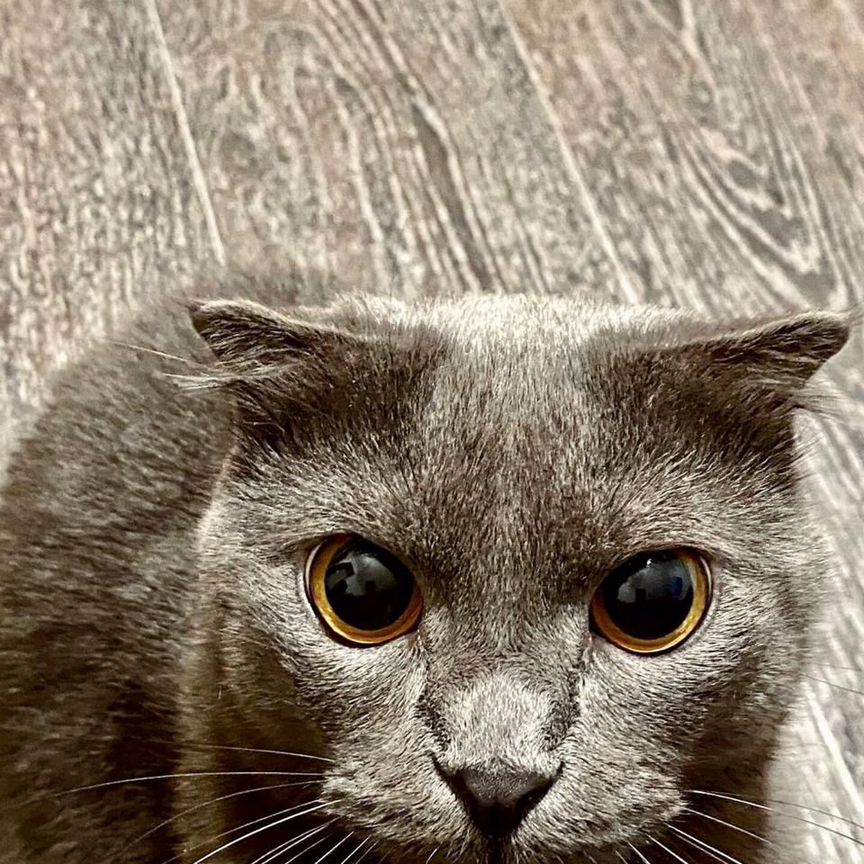 Британский кот в добрые руки