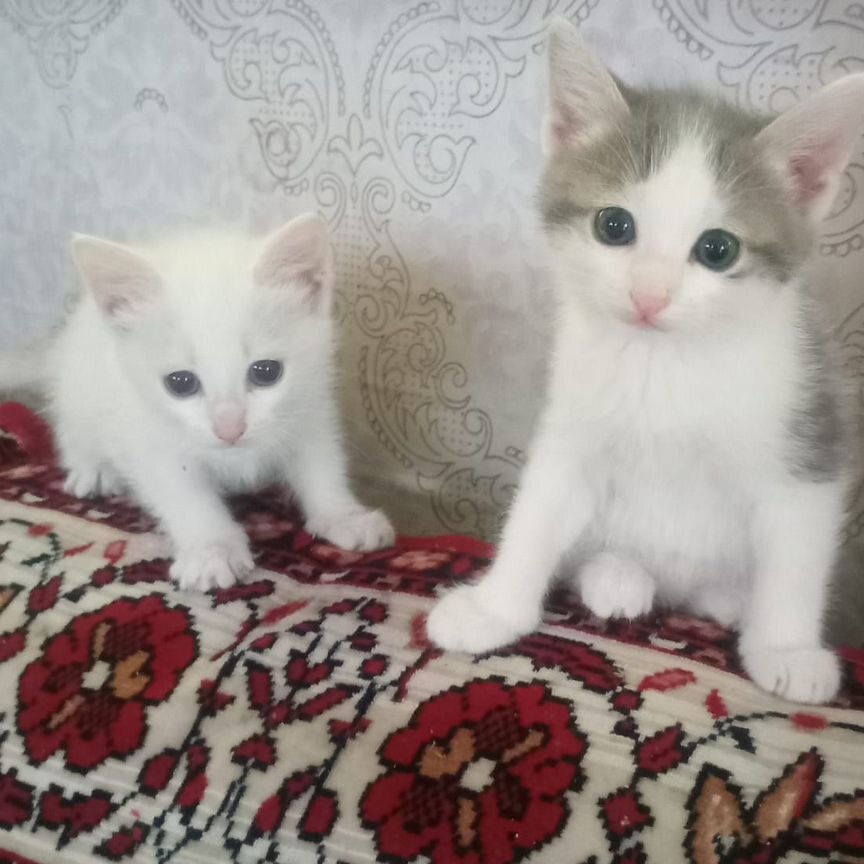 Отдам котят В добрые руки 1,5 месяца