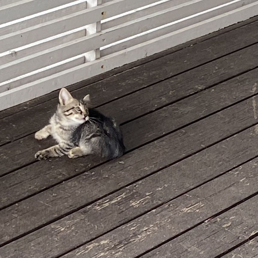 Котята в добрые руки приучены к лотку