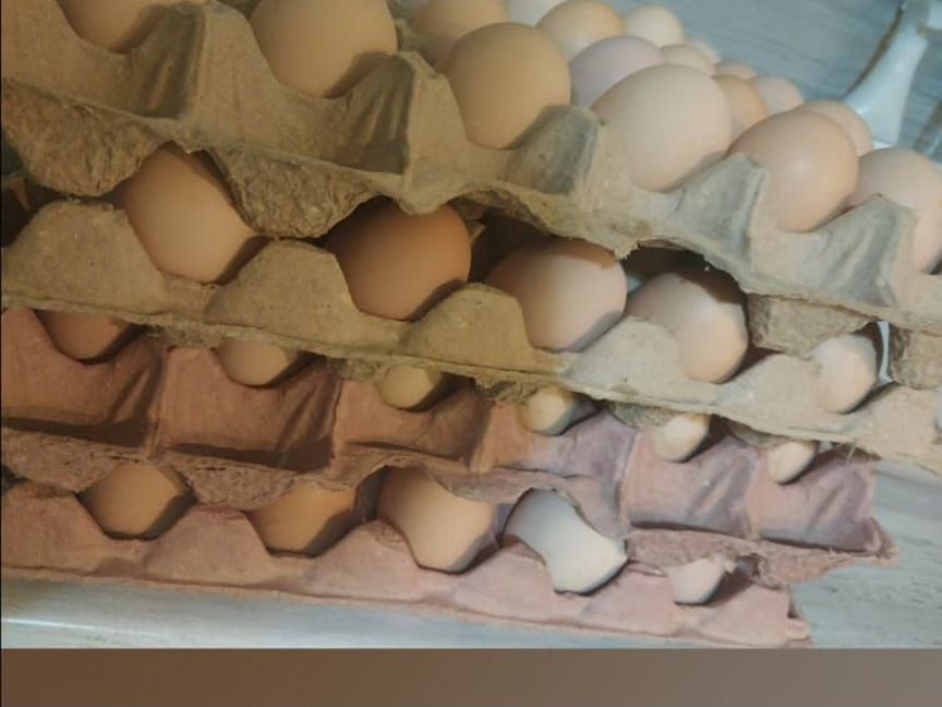 Инкубационное яйцо мясо-яичного направление