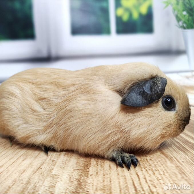 Морские свинки (самка и самец)